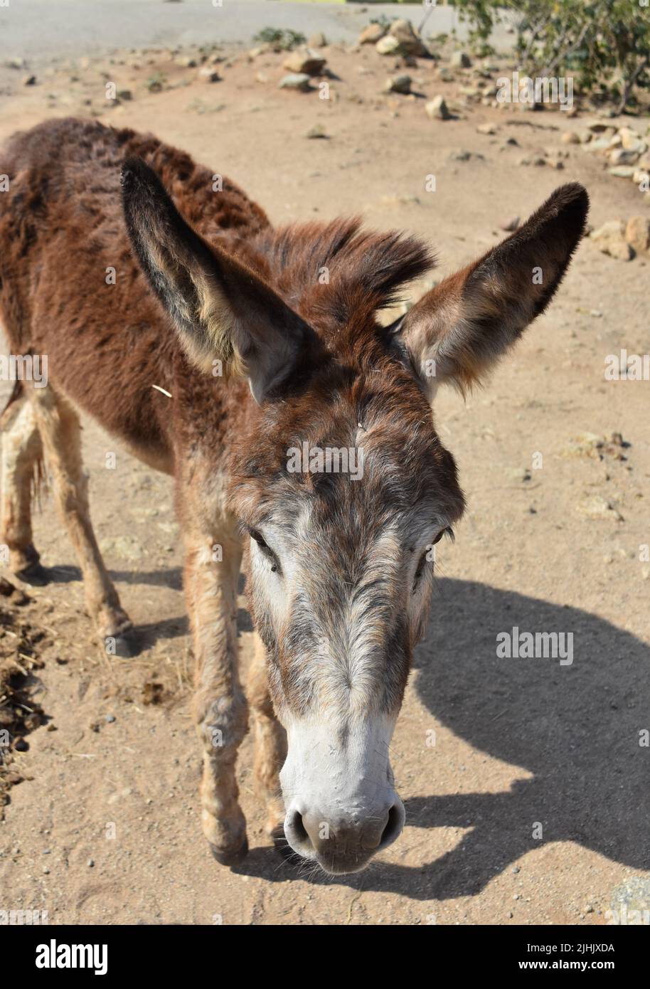 Scruffy looking wild brown donkey in the desert of Aruba Stock Photo ...