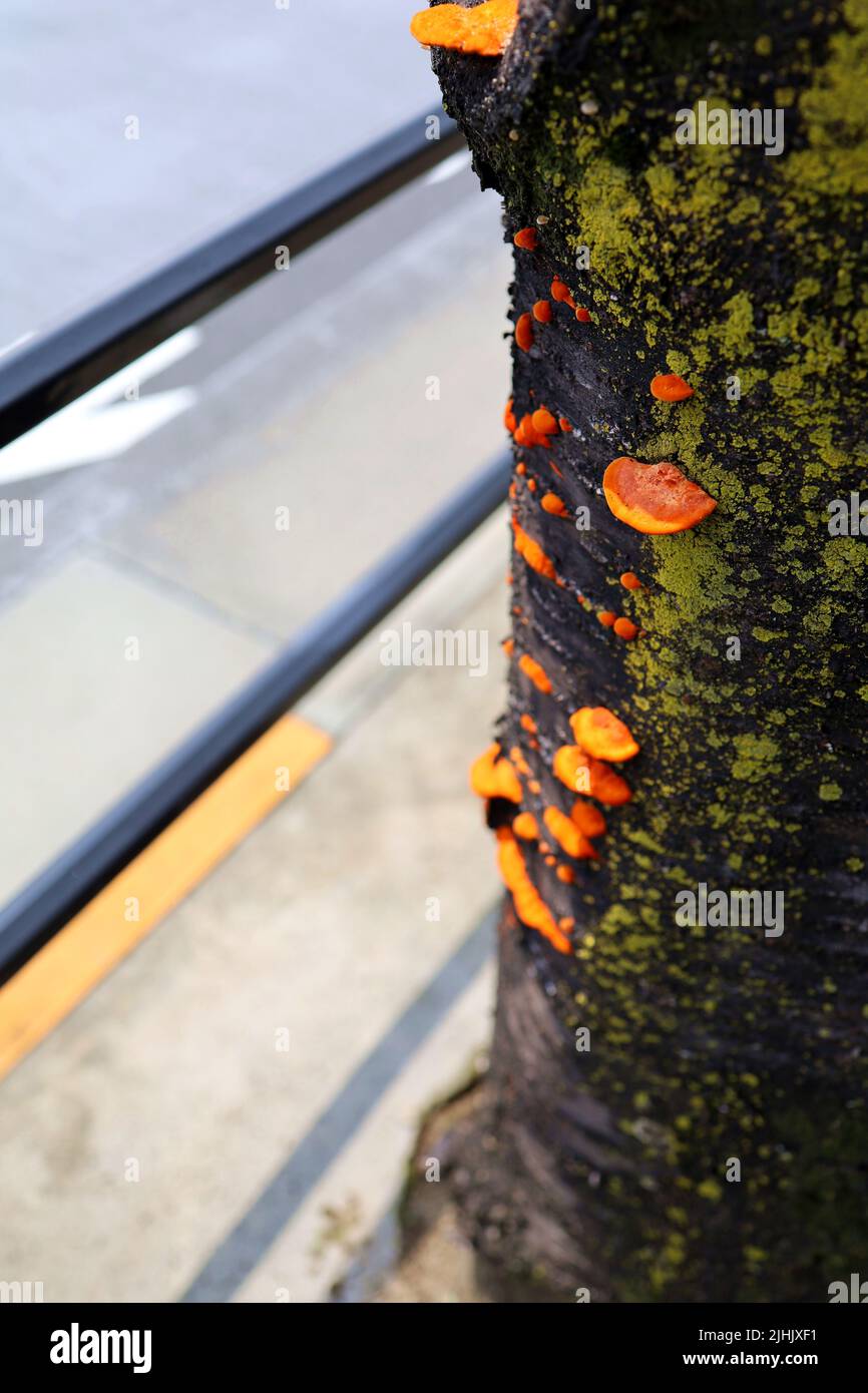 An orange mushroom from a Japanese roadside tree Stock Photo - Alamy