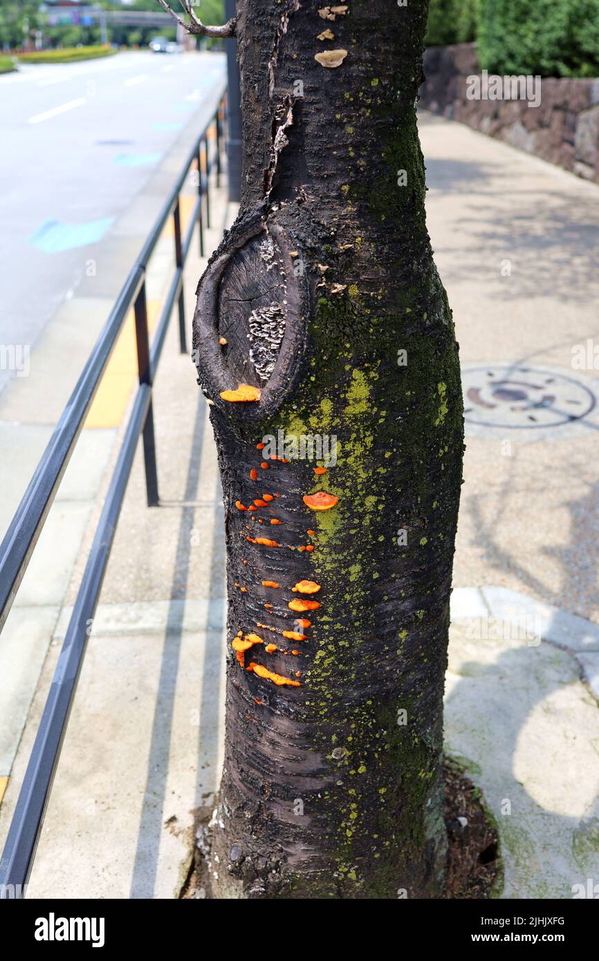 An orange mushroom from a Japanese roadside tree Stock Photo - Alamy