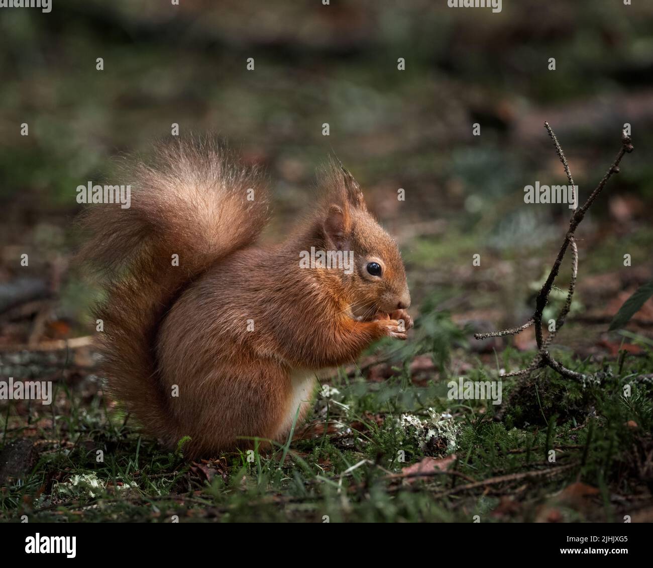 Scottish species hi-res stock photography and images - Alamy