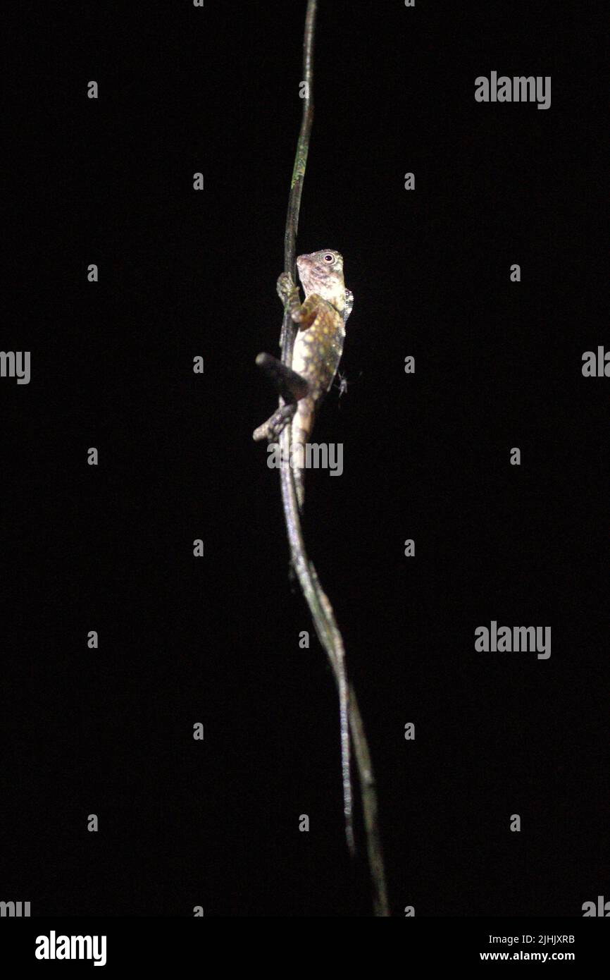 Wild Borneo anglehead lizard (Gonocephalus bornensis) climbing aerial ...