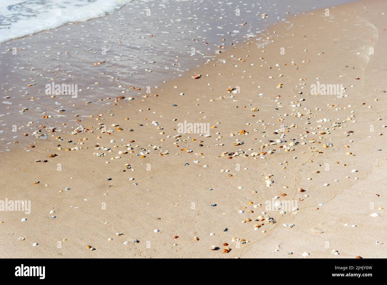 Shells spread on a seashore. Summer beach background. Coast of the sea ...