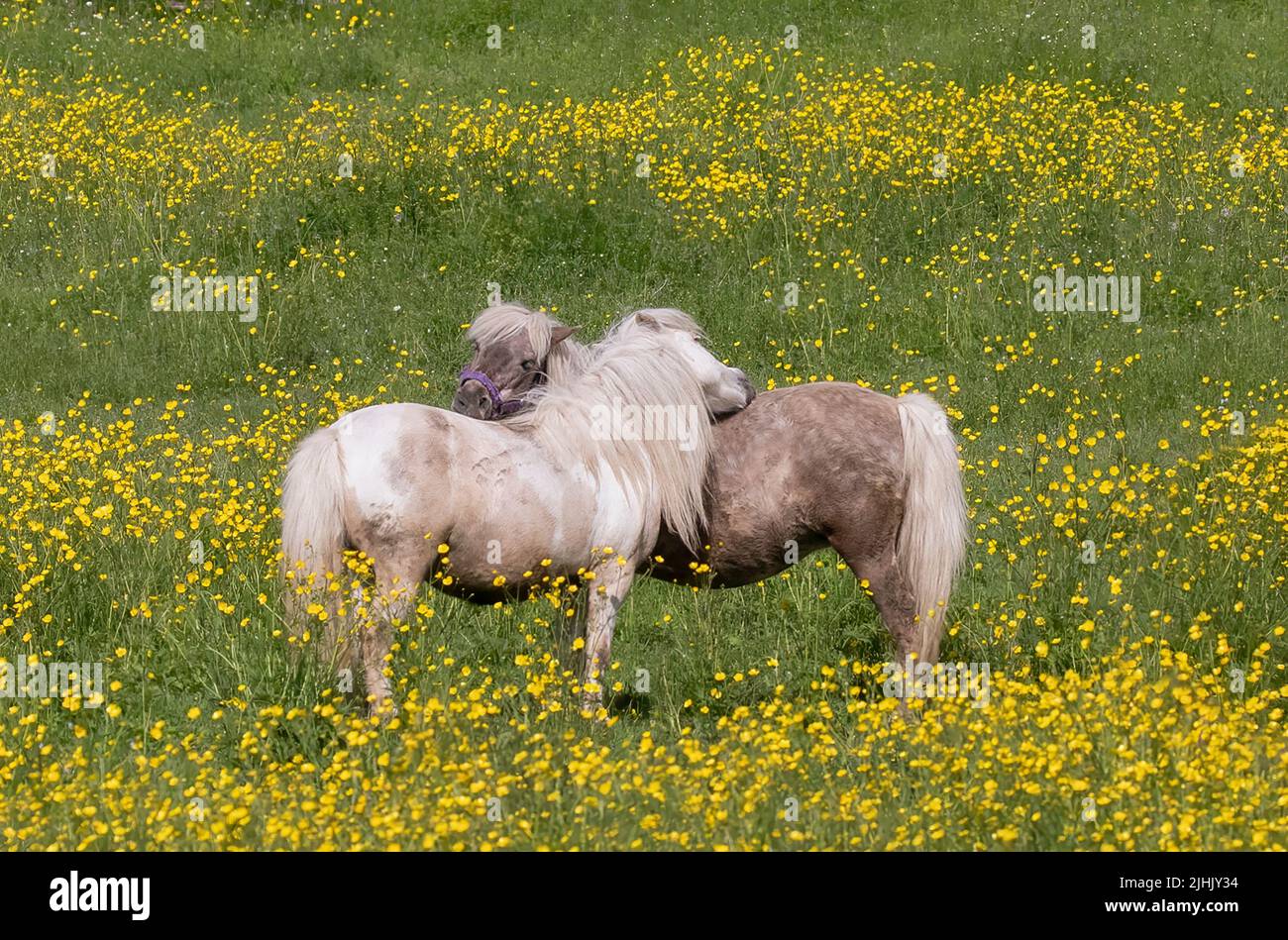 Two white ponies playing in a field of wildflowers summer in Canada ...