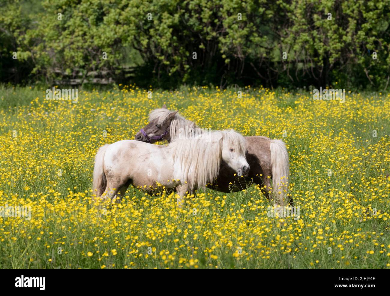 Two white ponies playing in a field of wildflowers summer in Canada ...