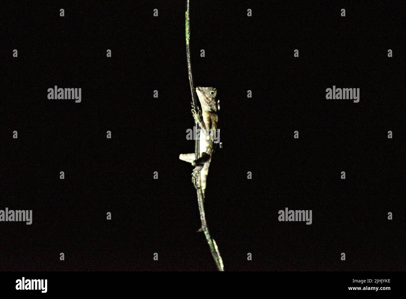 Wild Borneo anglehead lizard (Gonocephalus bornensis) climbing aerial ...