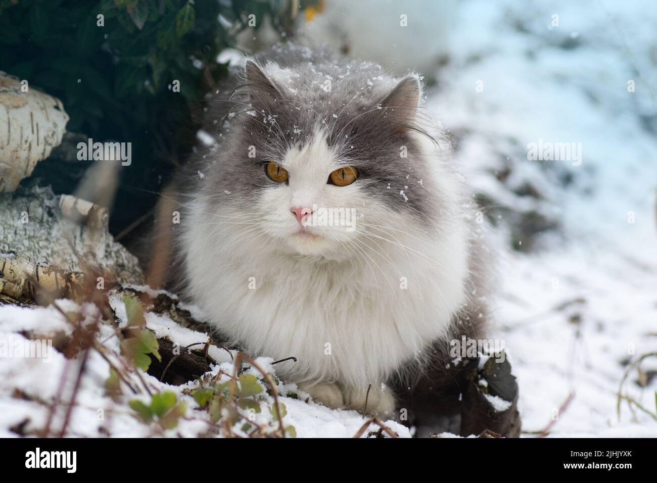 Cat playing and walking in the snow in winter. Fluffy cat cowered with ...