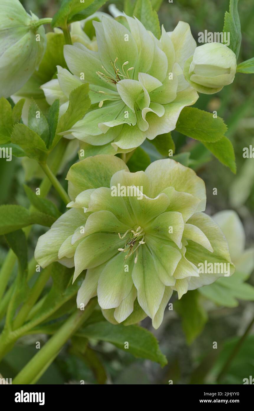 Helleborus Double Ellen Green is part of buttercup family Ranunculaceae ...