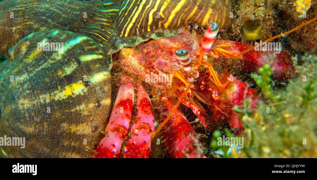 Great Hermitcrab, Dardanus sp., Cabo Cope Puntas del Calnegre Regional ...
