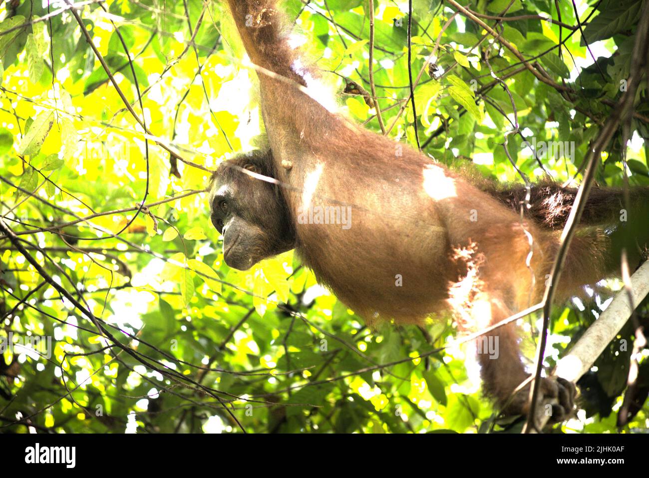 Northeast Bornean orangutan (Pongo pygmaeus morio). Adult female ...