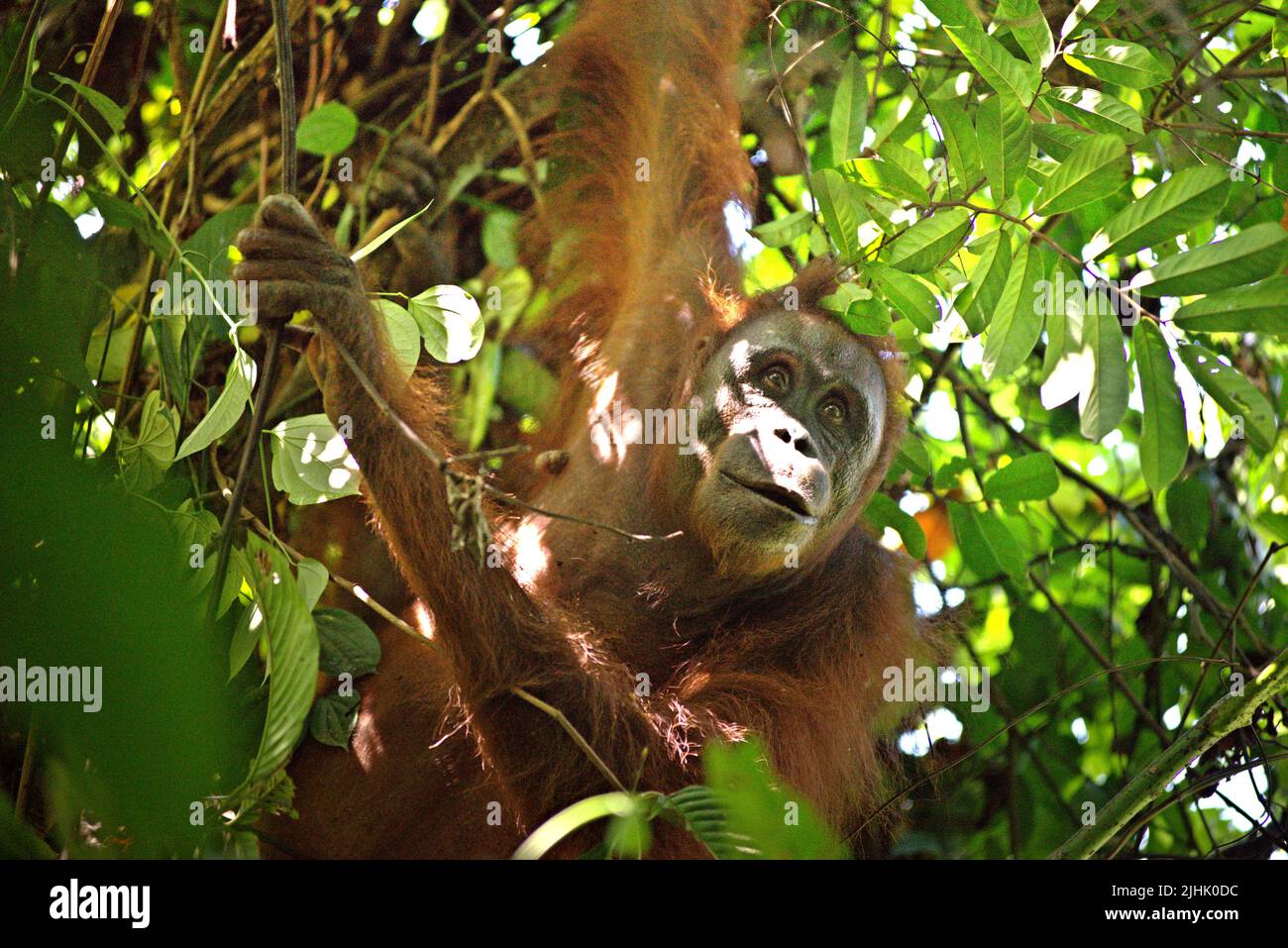Northeast Bornean orangutan (Pongo pygmaeus morio). Adult female ...