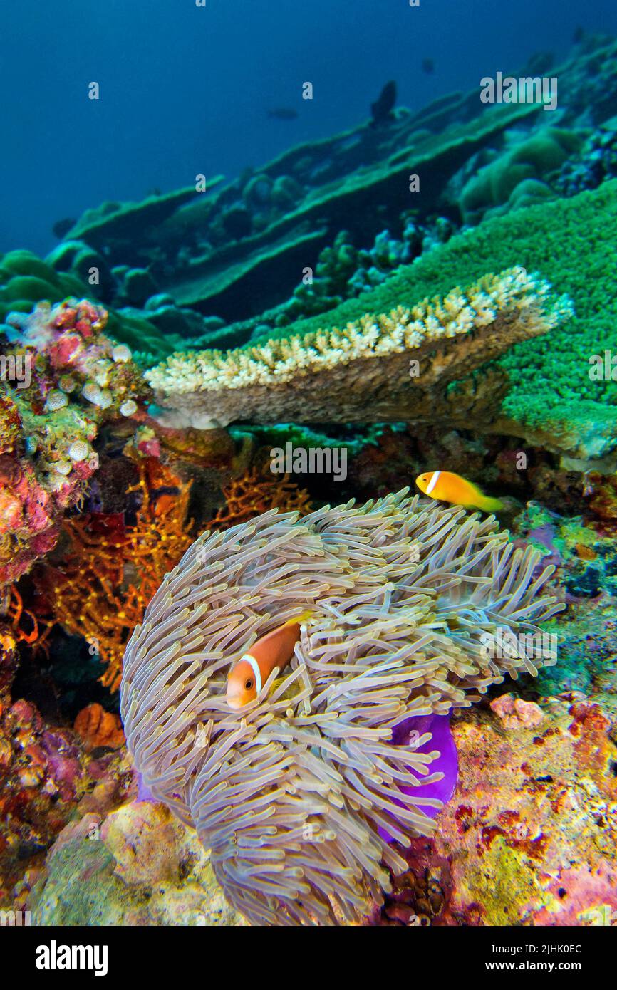 Blackfinned Anemonefish, Amphiprion nigripes, Magnificent Sea Anemone ...