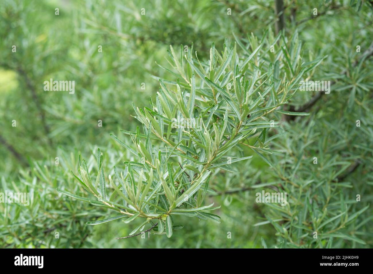 A green brunch of sea buckthorn growing in the garden. Planting concept ...