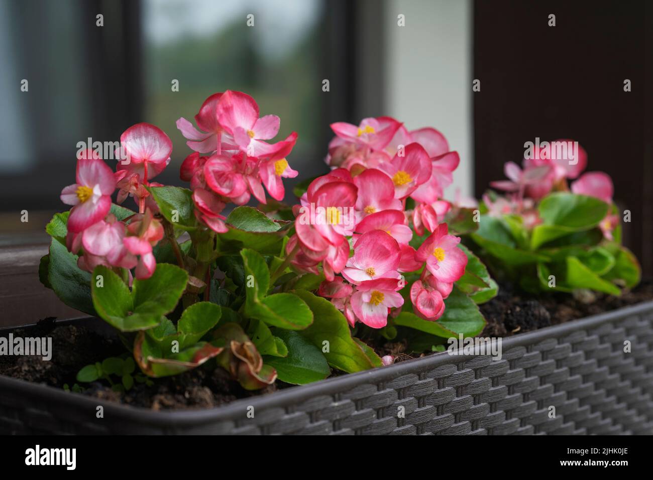 A beautiful flower begonia of fuchsia color growing in the pot at the ...