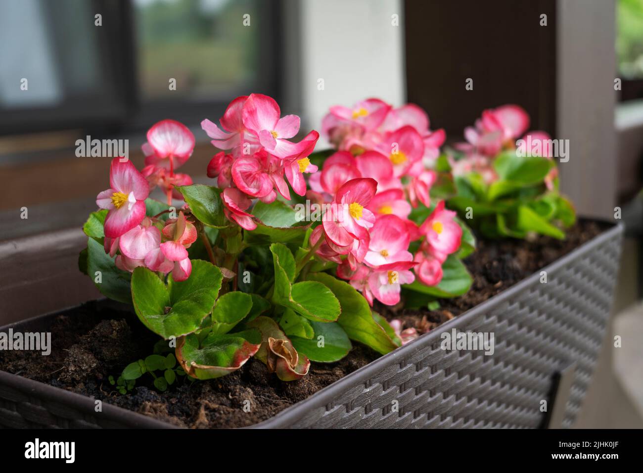 A beautiful flower begonia of fuchsia color growing in the pot at the ...