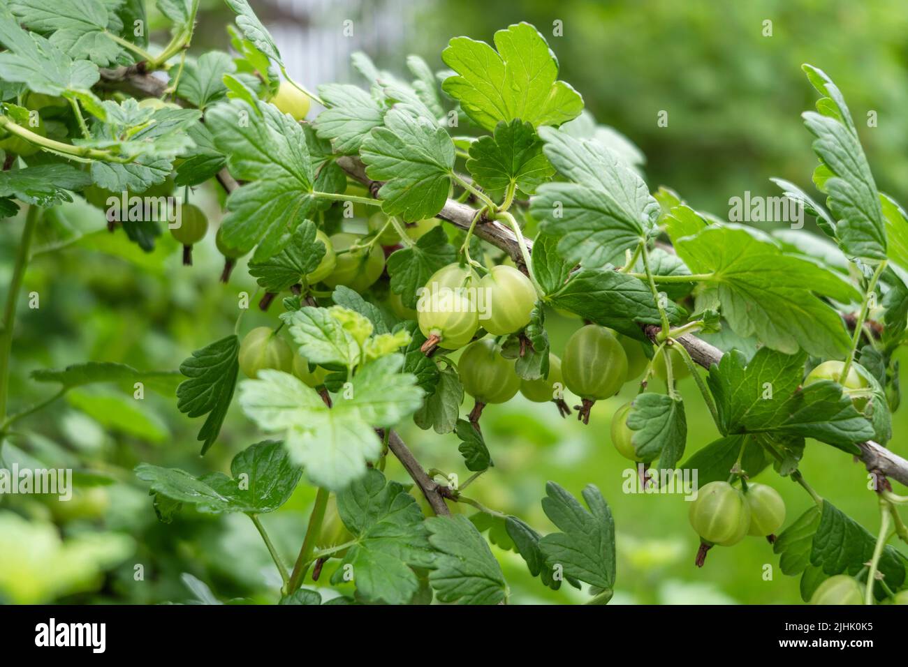 A green bush of gooseberry growing in the garden Stock Photo - Alamy
