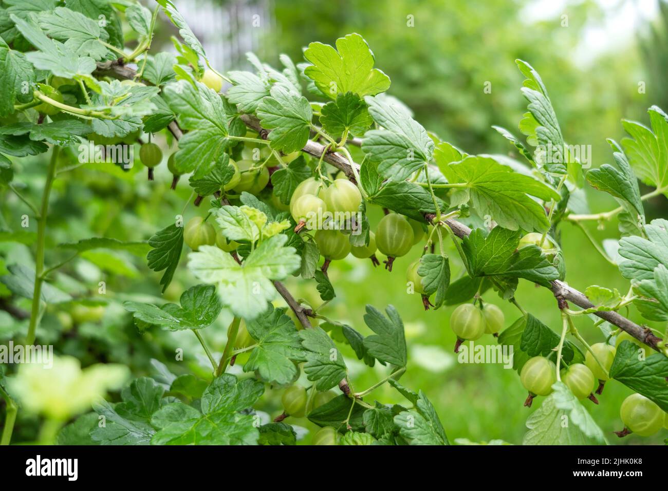 Gooseberry bush bush hi-res stock photography and images - Alamy