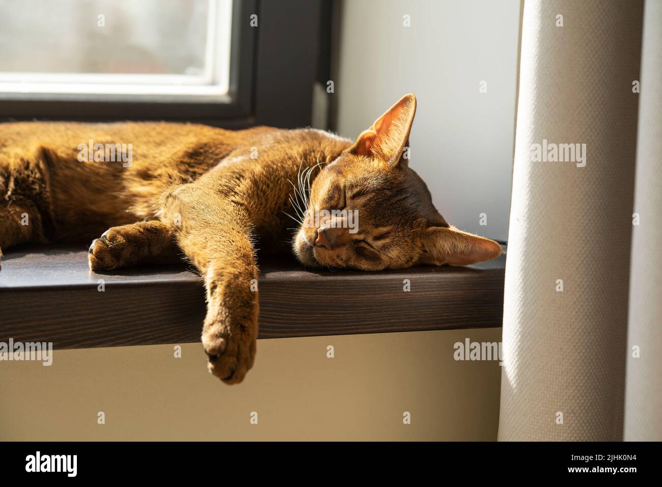 Abyssinian sleeping on bed hi-res stock photography and images - Alamy