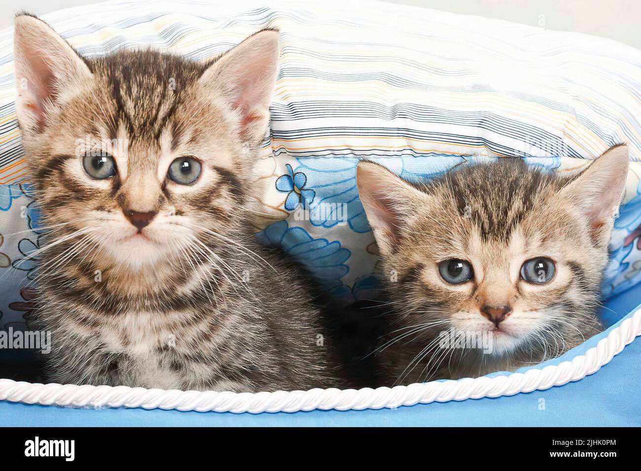 Two little kittens in blue box Stock Photo - Alamy