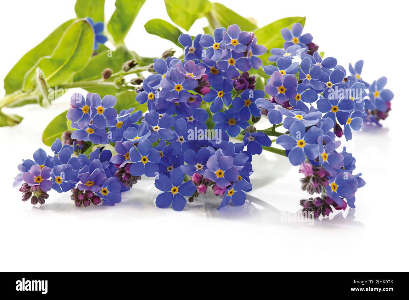 Alpine forget me not flowers hi-res stock photography and images - Alamy