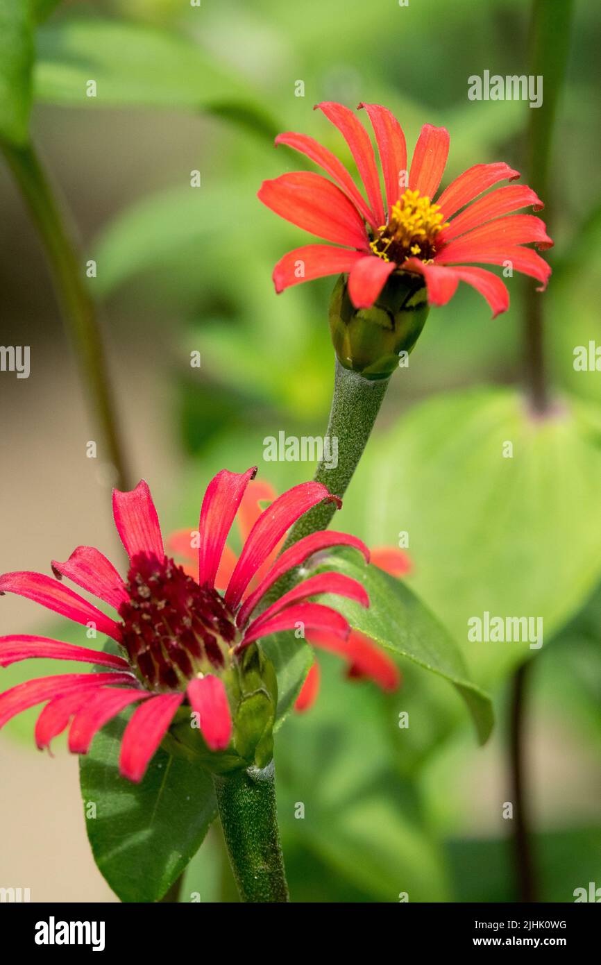 Zinnia leptopoda aka Zinnia intermedia aka Zinnia peruviana small ...