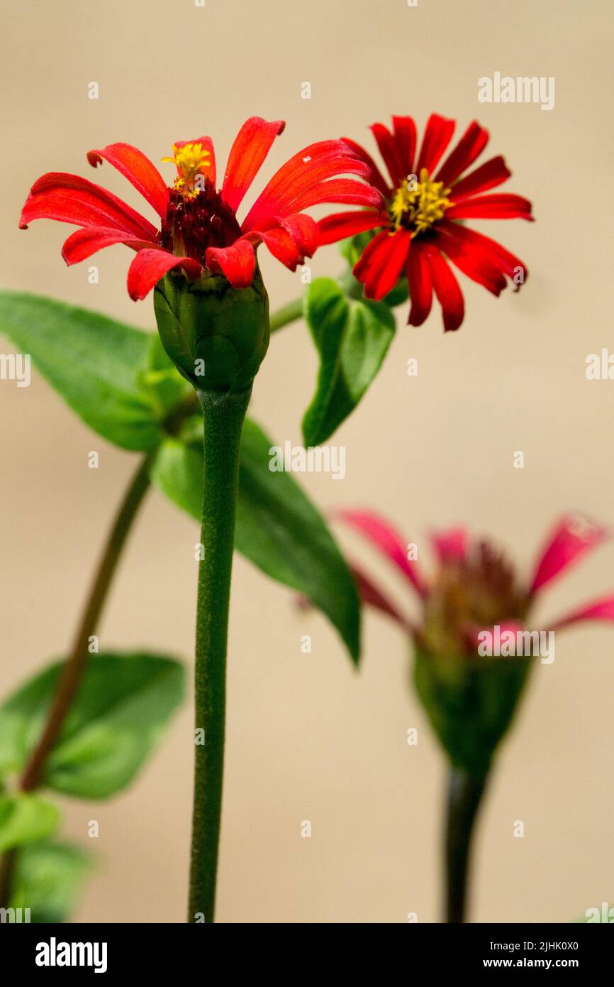 Zinnias perennials hi-res stock photography and images - Alamy