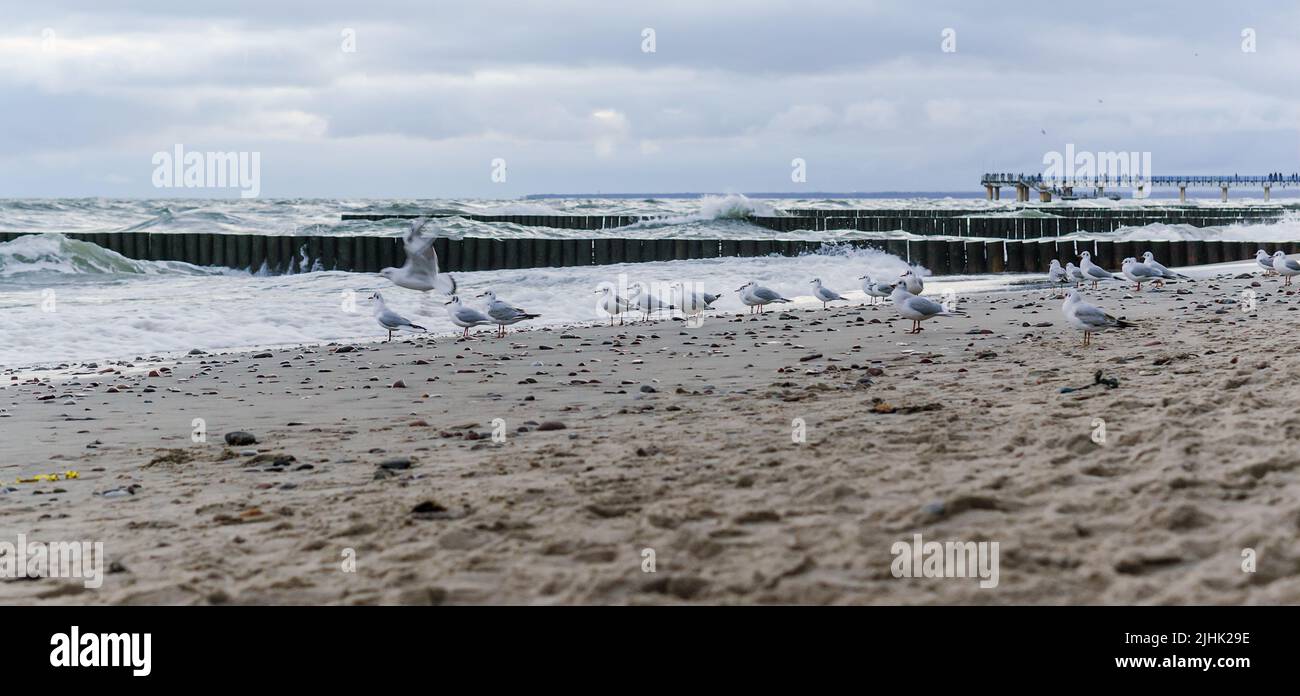 Seagulls on the seashore. Autumn seascape. The weather at the seaside ...