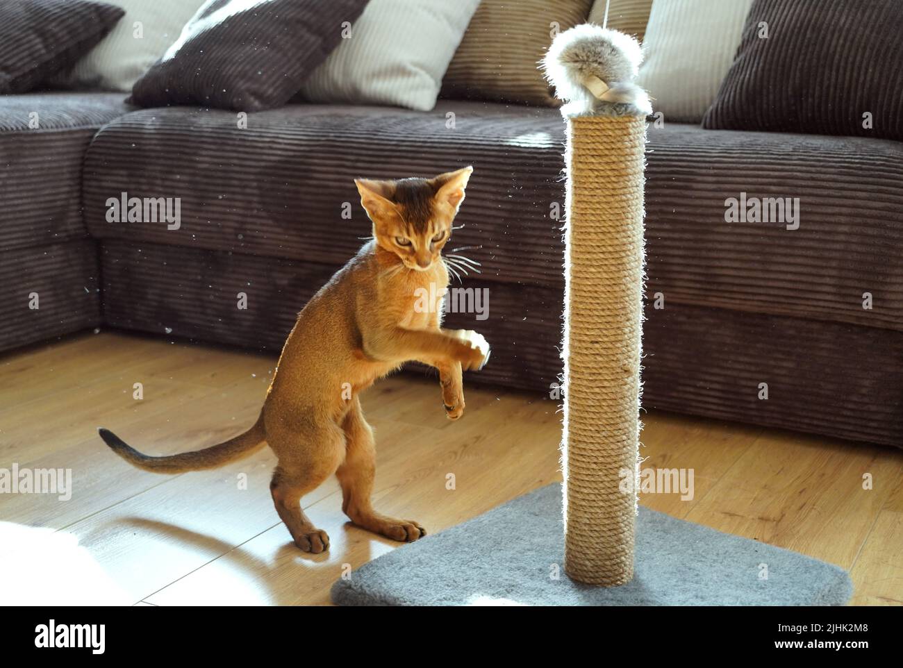 A funny abyssinian kitten playing with a mouse in a living room Stock ...