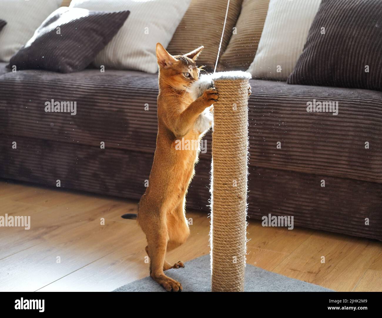 A funny abyssinian kitten playing with a mouse in a living room Stock ...