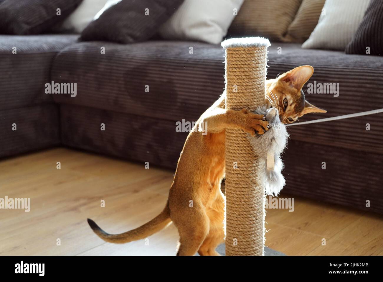 Abyssinian cat play hi-res stock photography and images - Alamy