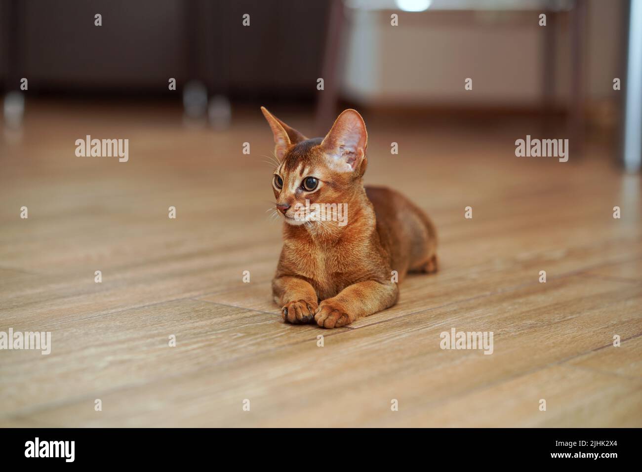 An abyssinian cat lying on the floor looking at the mouse Stock Photo ...