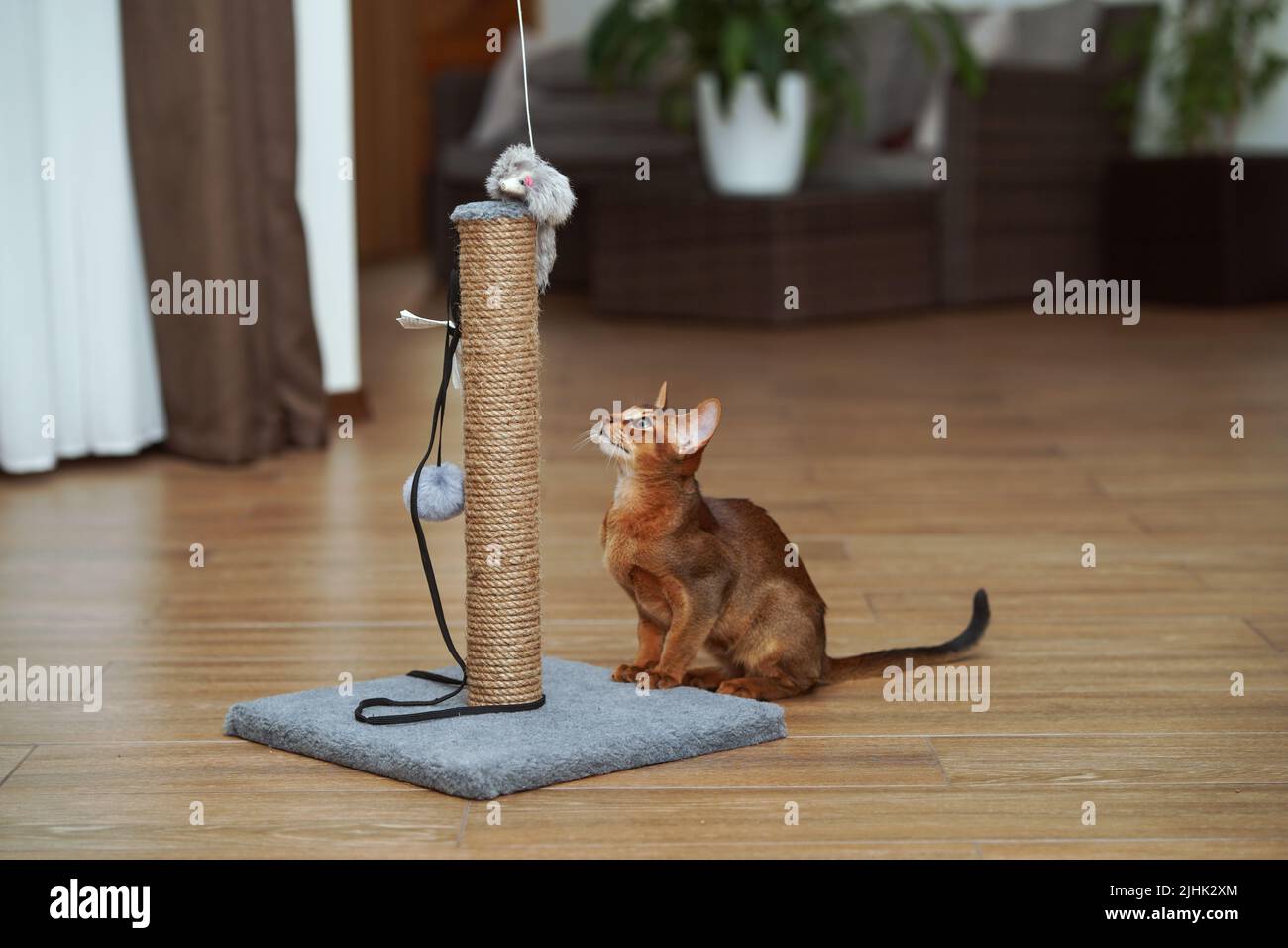 An abyssinian cat sitting on the floor looking at the scratching post ...