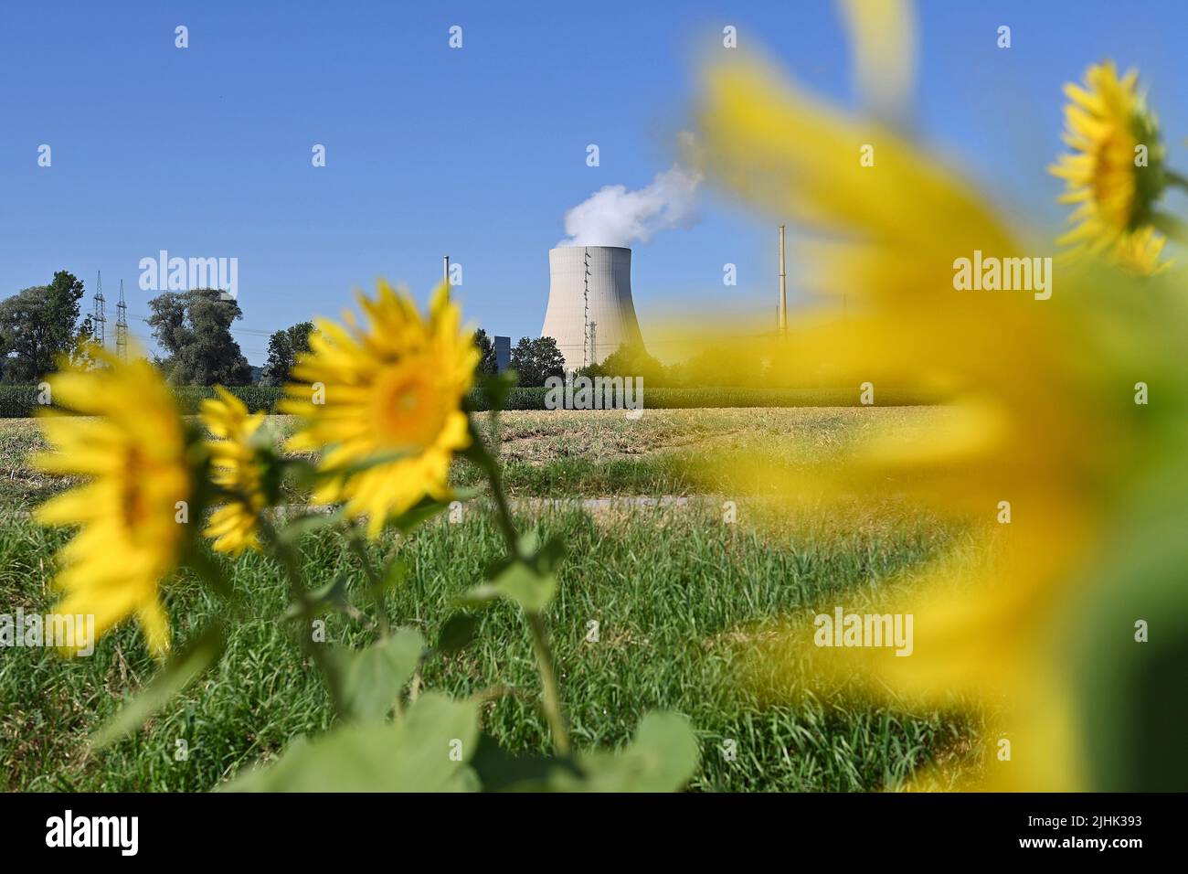 Sunflowers field power towers hi-res stock photography and images - Alamy