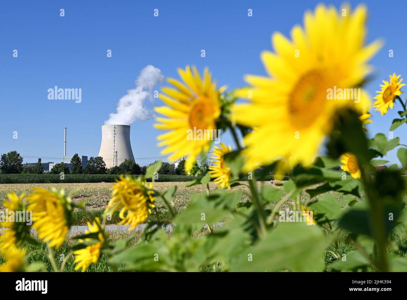 Sunflowers field power towers hi-res stock photography and images - Alamy