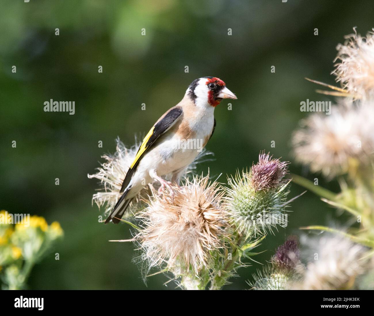 Goldfinch species hi-res stock photography and images - Alamy
