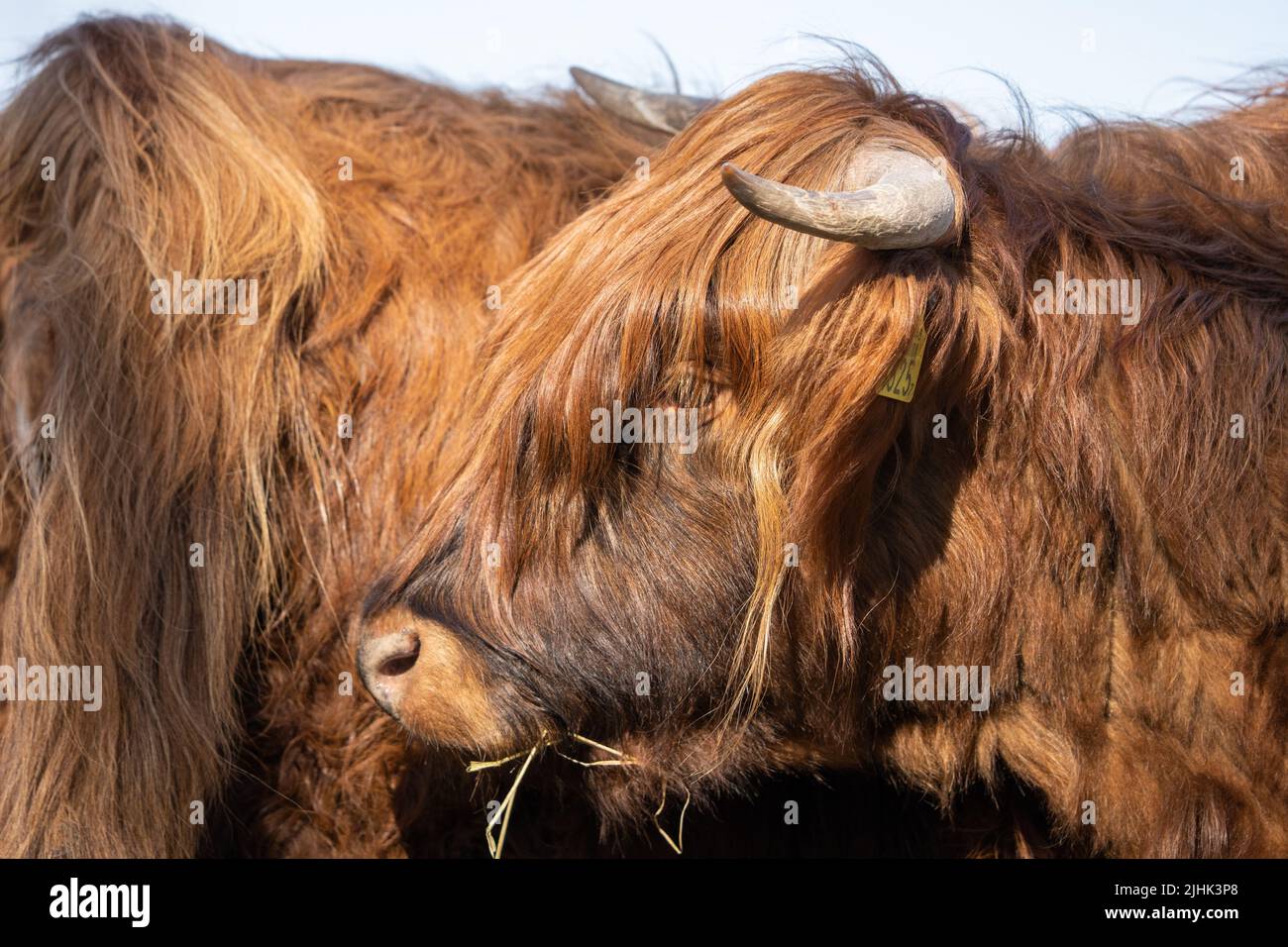Scottish highlander cow in the the Amsterdamse Bos near Amsterdam, the ...