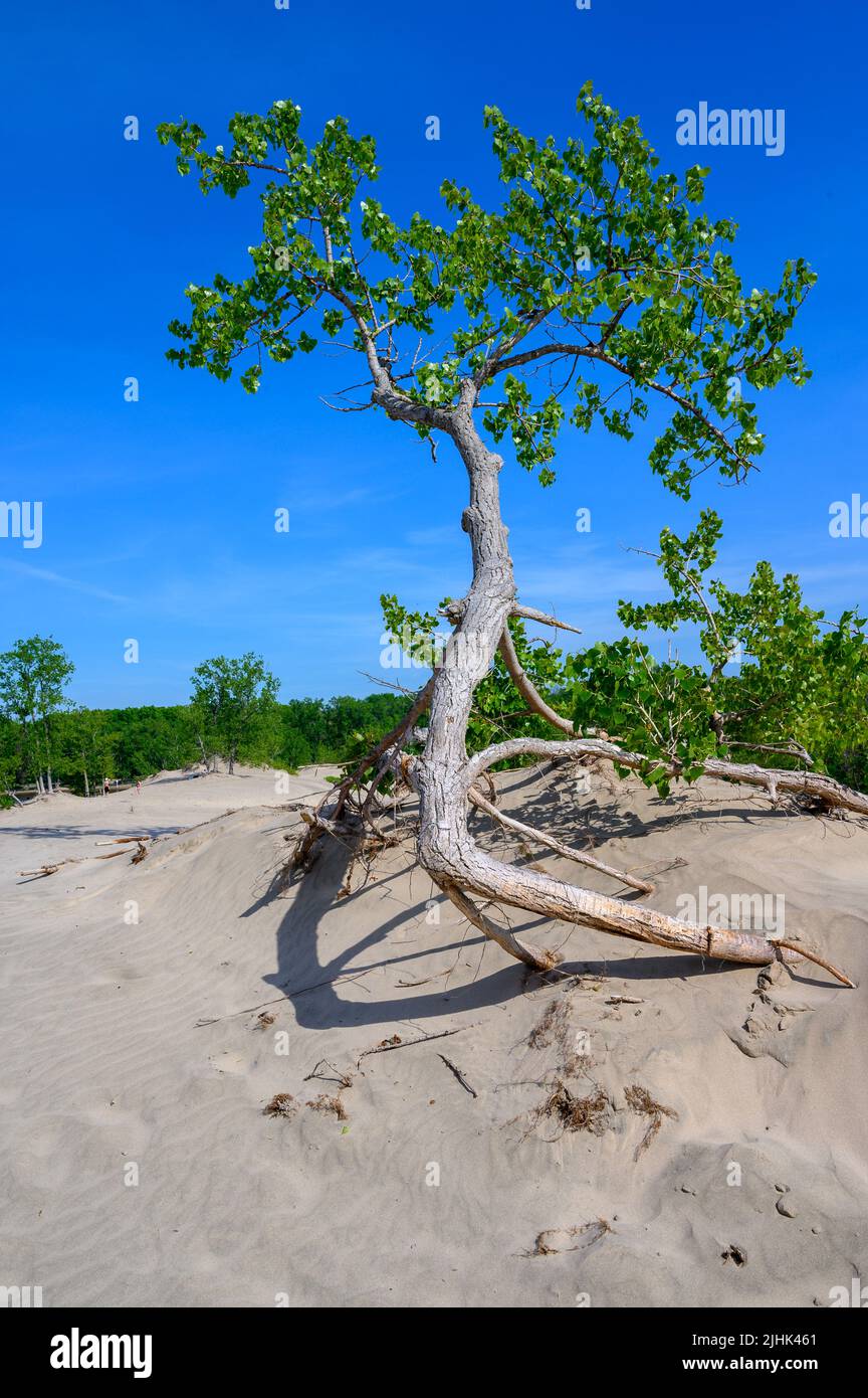 A tree growing in a sand dune at Sandbanks Dunes Beach, Prince Edward ...