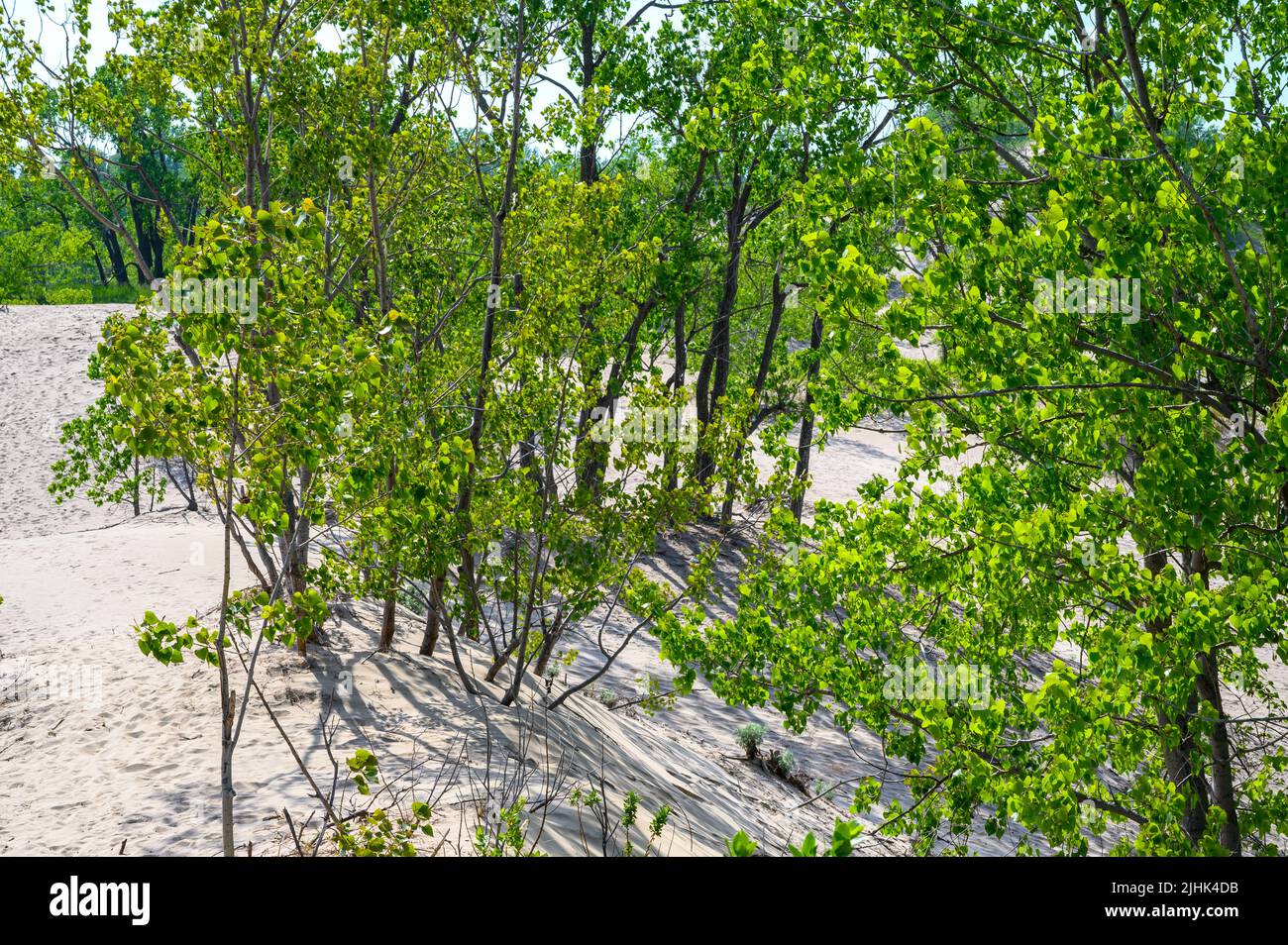 A grove of small trees with backlit green leaves at Sandbanks Dunes ...