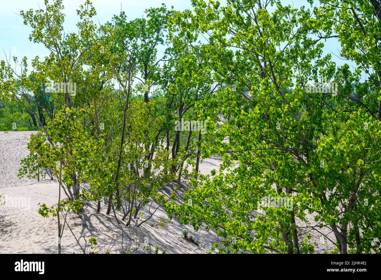 A grove of small trees with backlit green leaves at Sandbanks Dunes ...