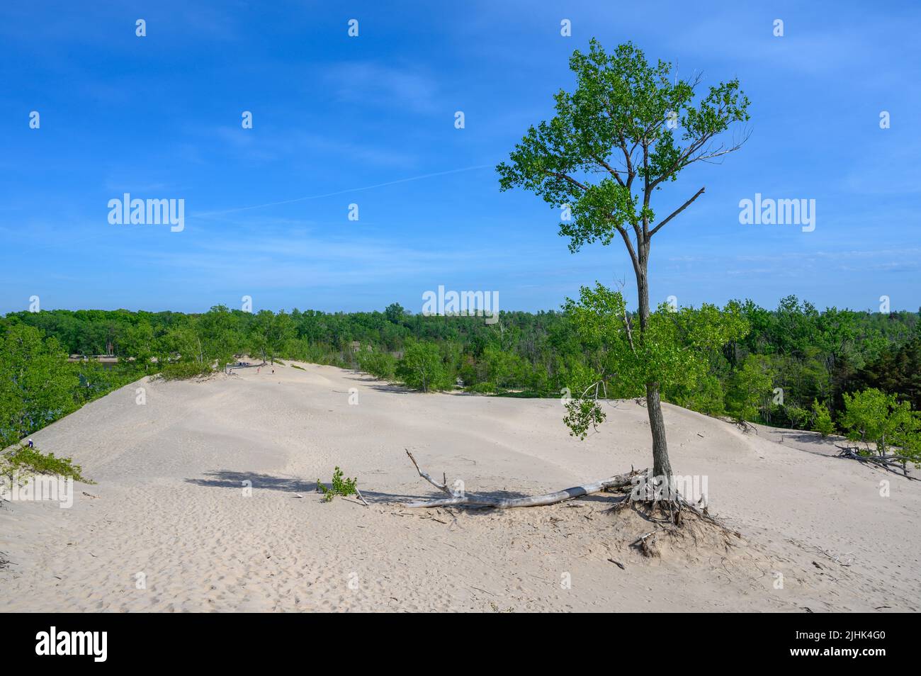 A single tree with exposed roots growing in a sand dune at Sandbanks ...