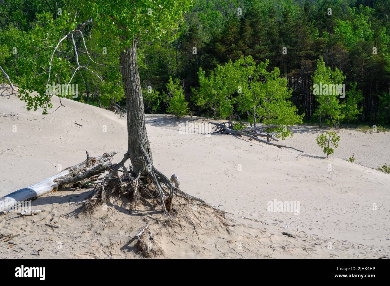 A tree with exposed roots growing on a sand dune with backdrop of woods ...