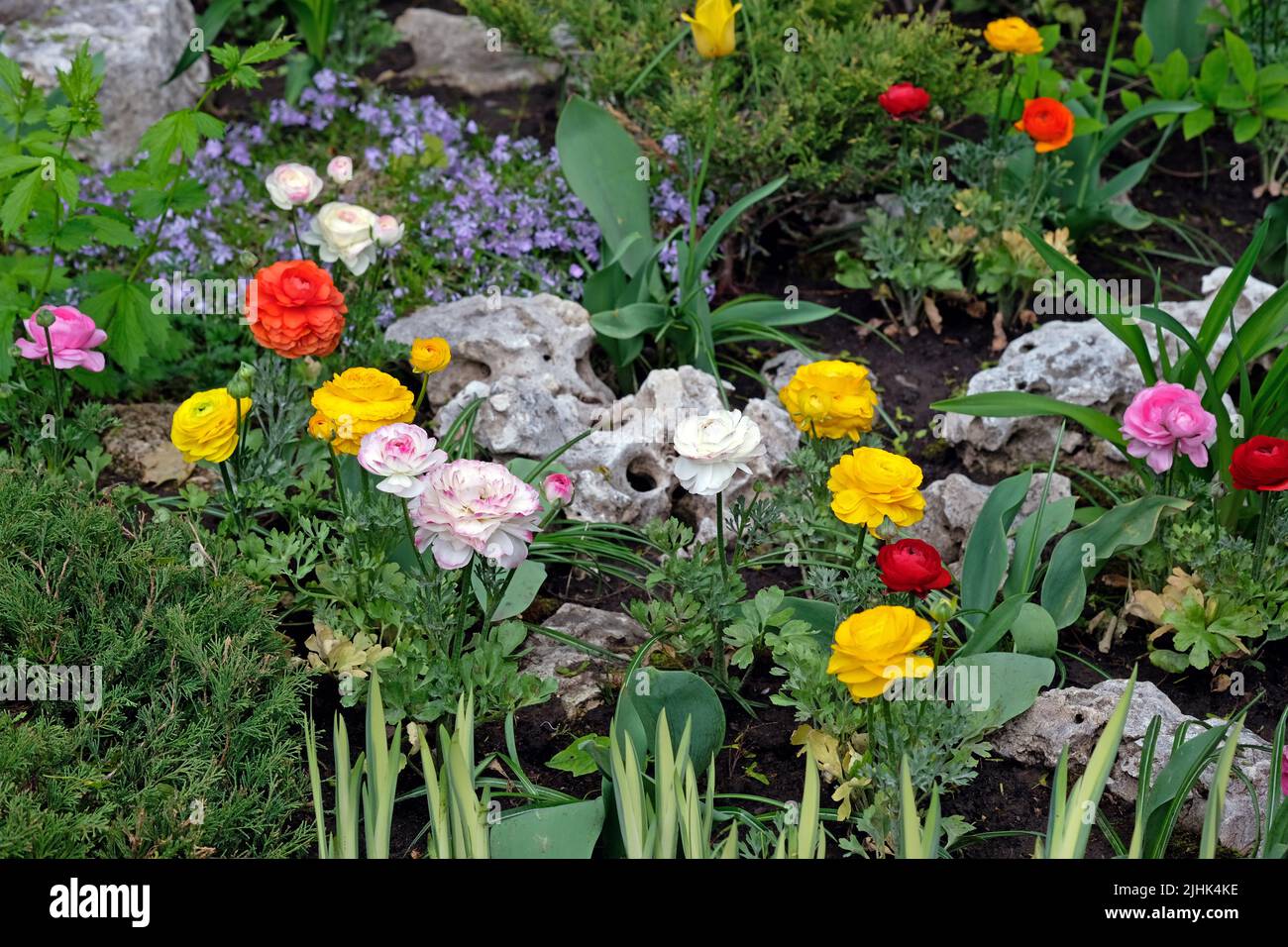Ranunculus ( crowfoot) top view in landscape design. Colorful Asian ...