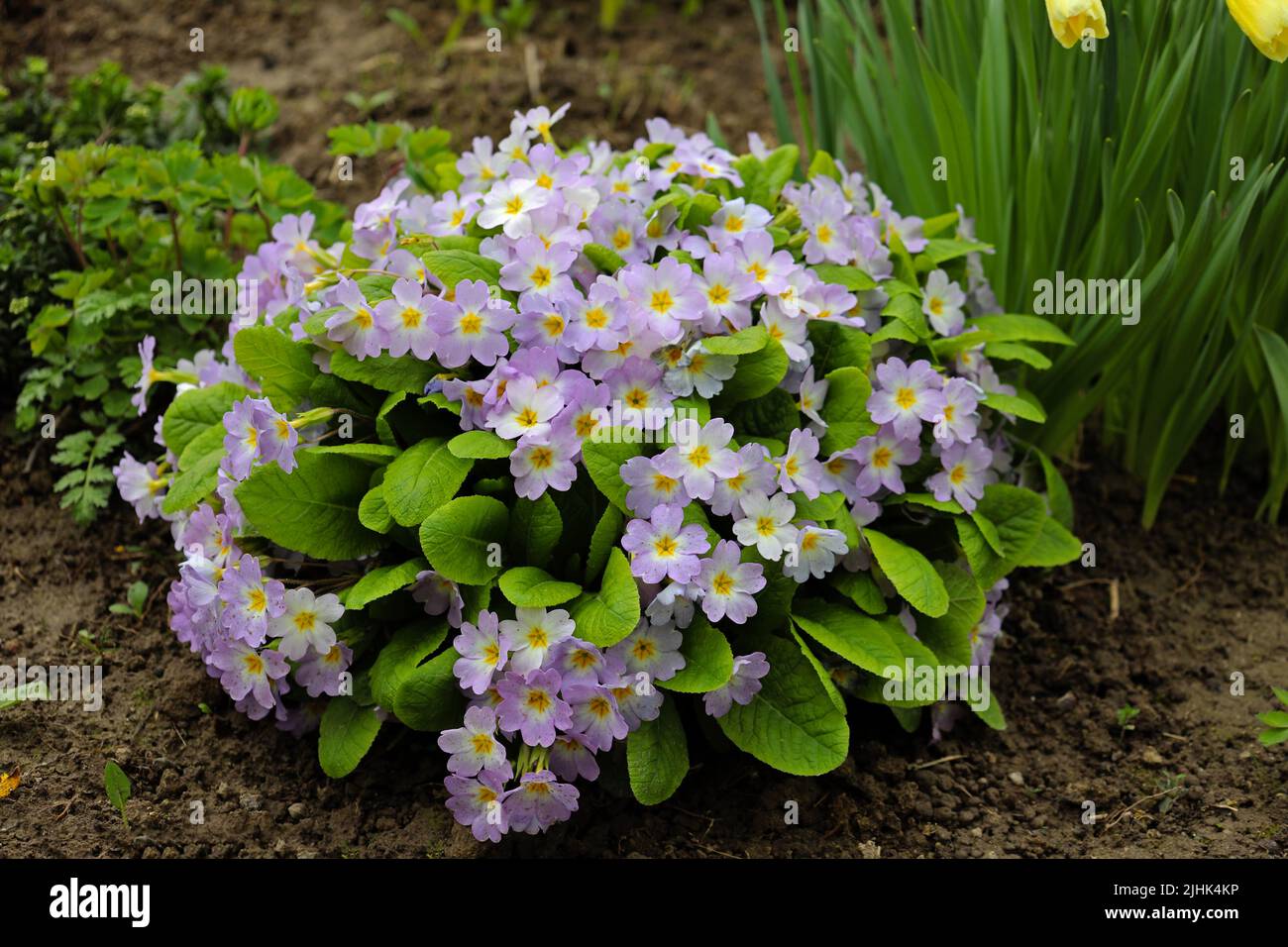 Blooming primula elatior in the flowerbed in the yard. Blue primrose of ...
