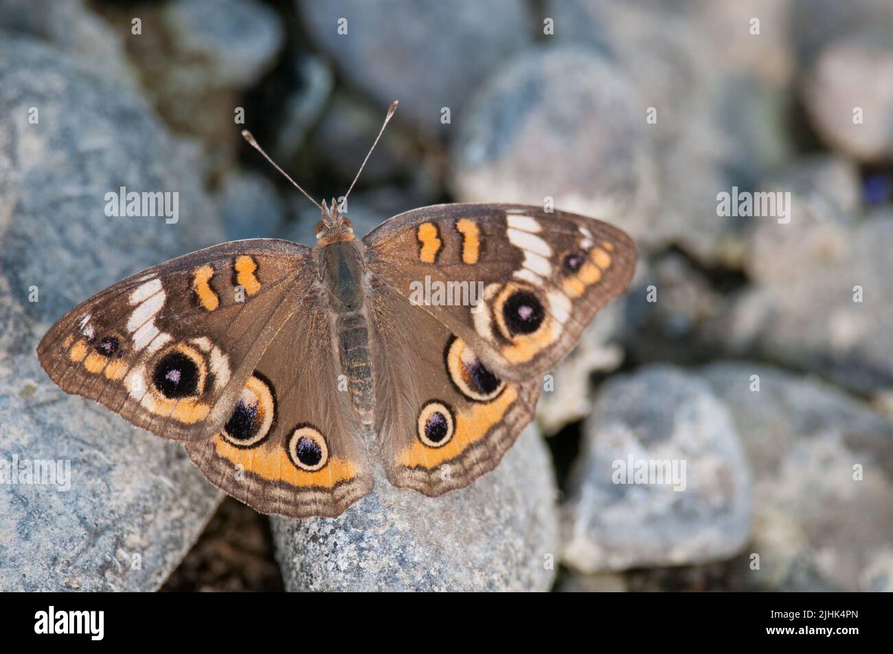 Common Buckeye landed on the rocks along the Chemung River Stock Photo ...