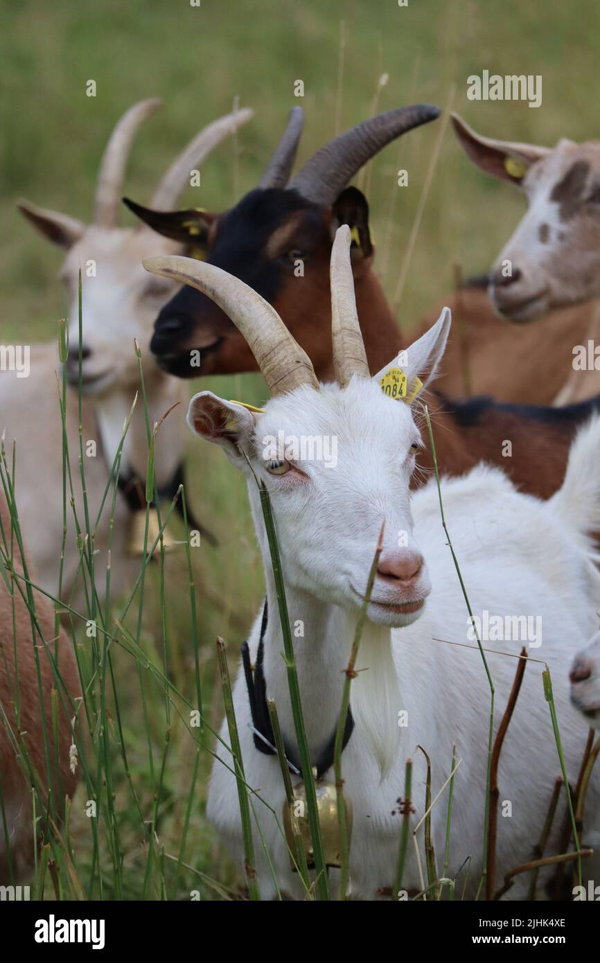 Goats of different Colors peacefuly together Stock Photo - Alamy