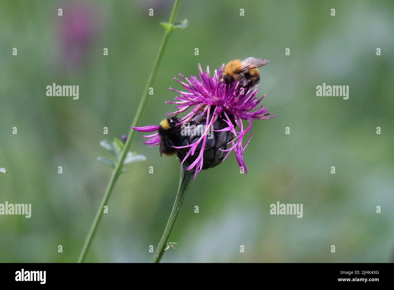 large-earth-Bumblebee and Carder-Bee on Scarbiosis Stock Photo - Alamy