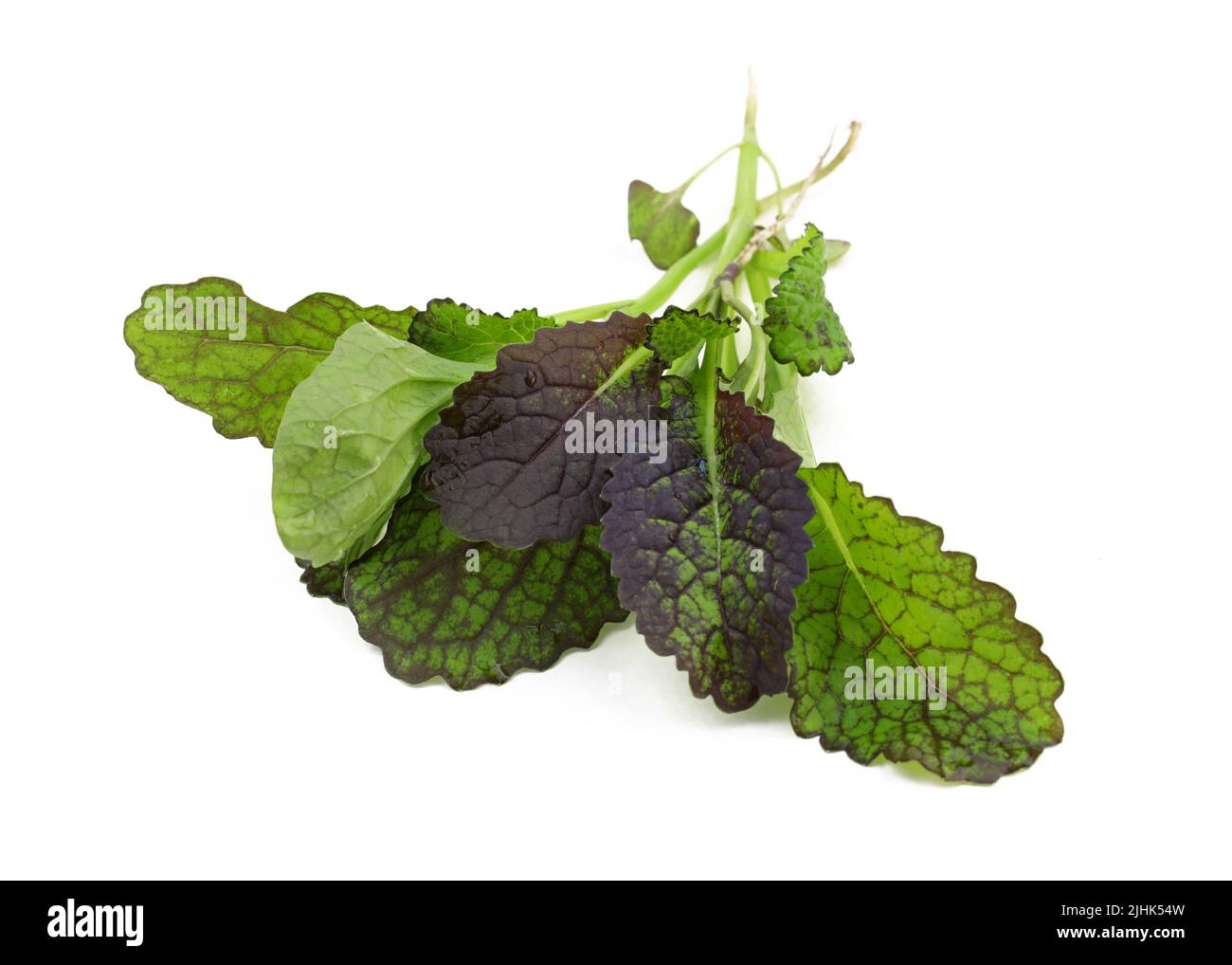 mustard leaf close up. Hybrid for salads. Lettuce mustard leaf on a ...