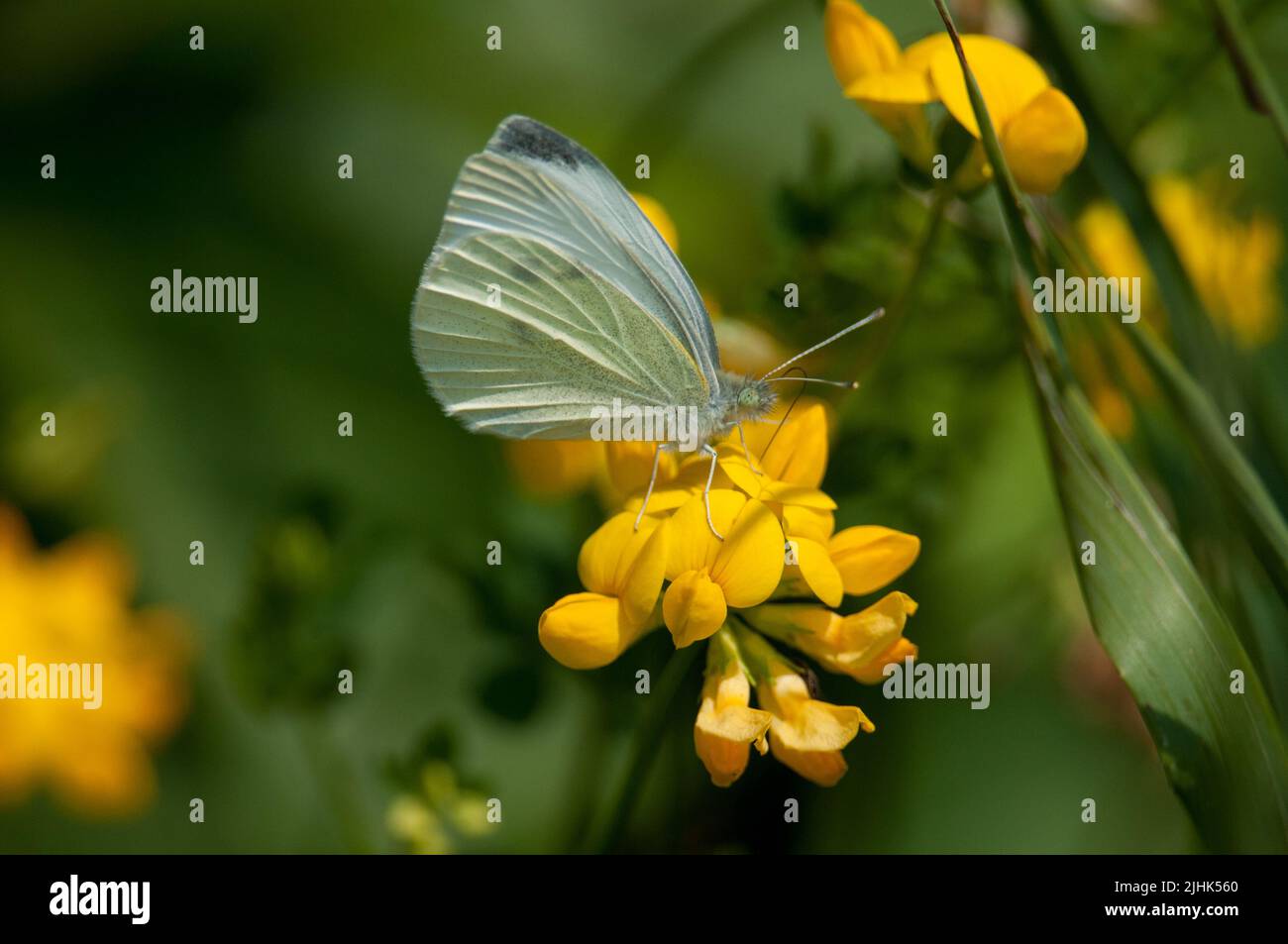 Cabbage White on yellow flowers Stock Photo - Alamy