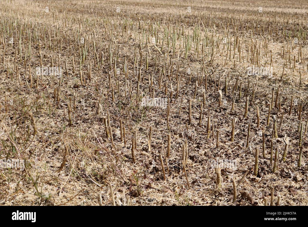 Full frame image of short cropped corn stubble after harvesting Stock ...