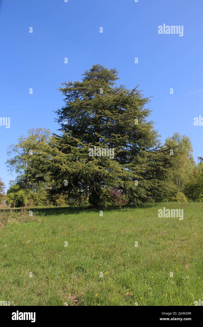 Tree near lake of Constance Stock Photo - Alamy