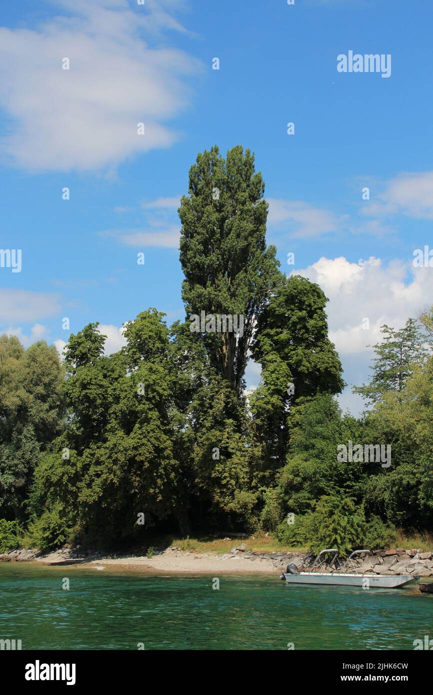 Beautiful tree at lake of Constance Stock Photo - Alamy